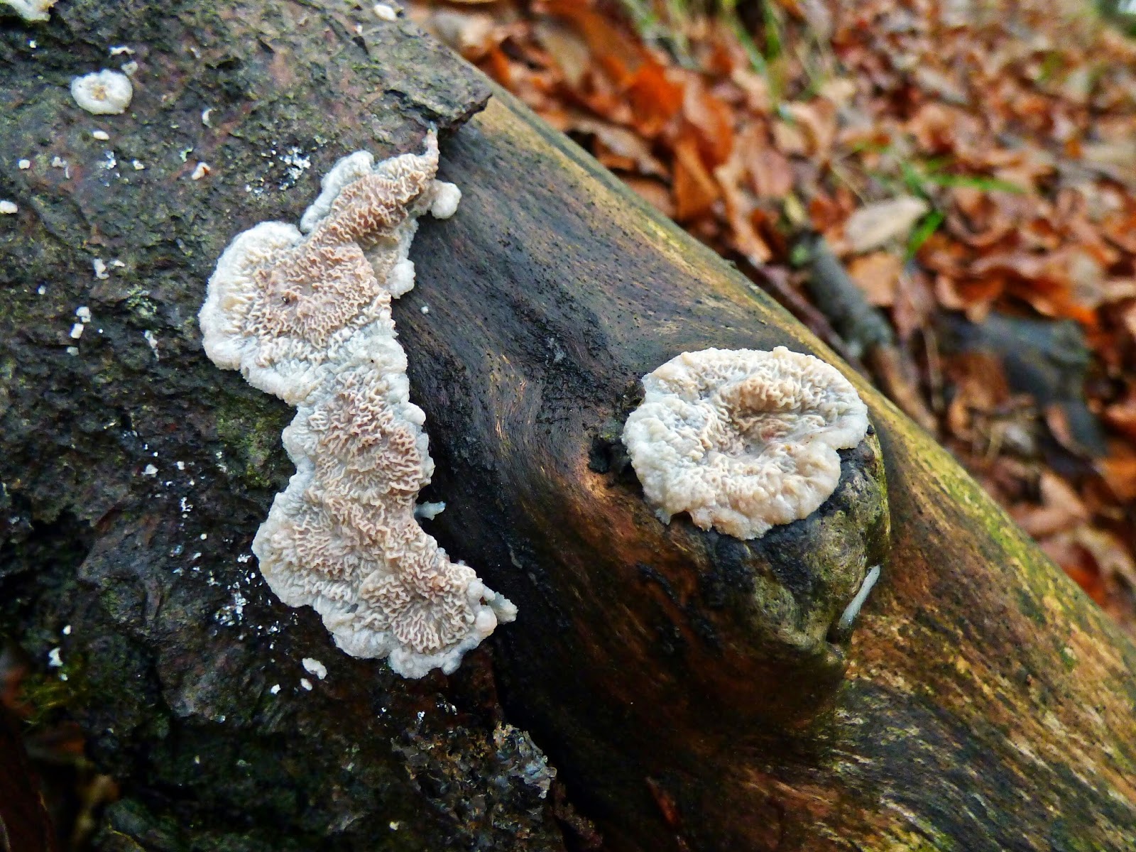 Setas y Hongos de Tineo : PHLEBIA RUFA (Pers.) M. P. Christ.