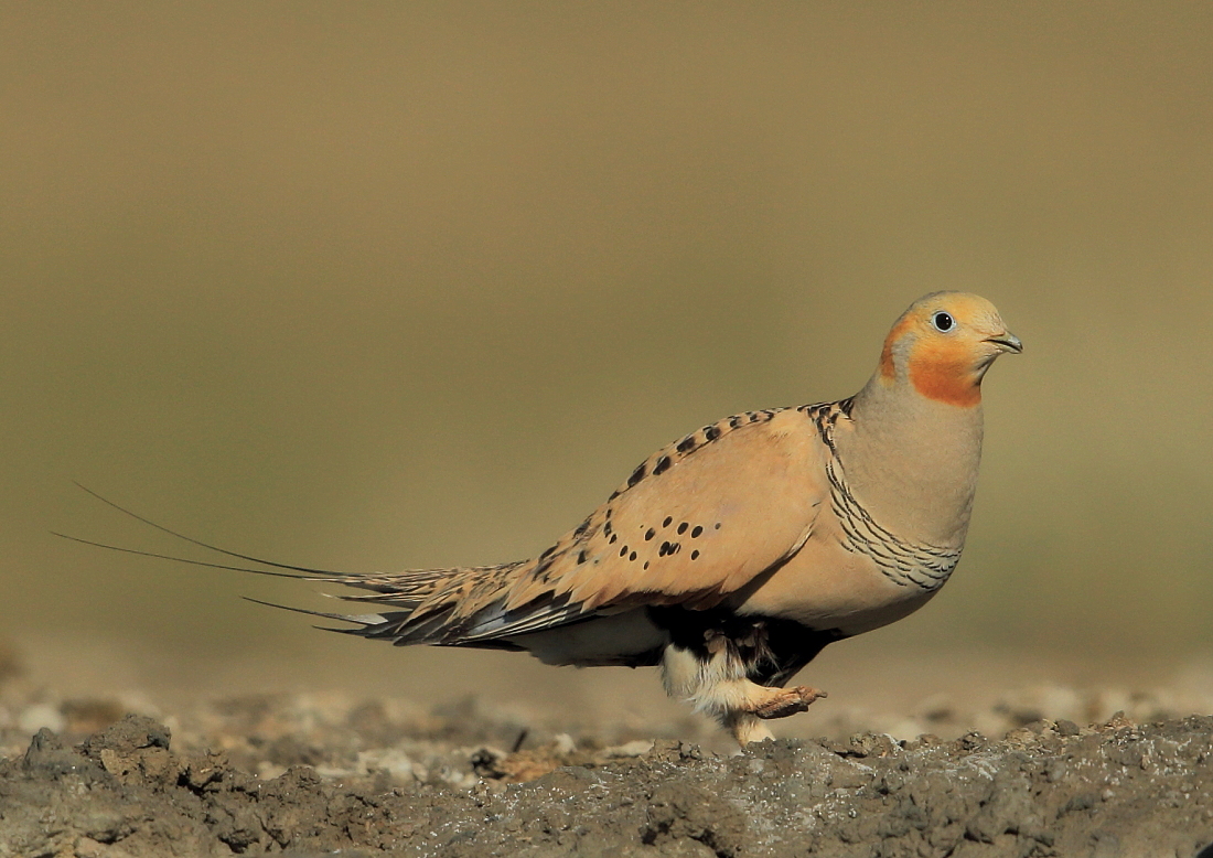 Mitoslavia: Zwierzęta pustynne