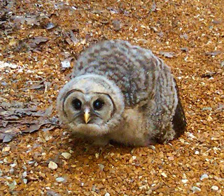 World Bird Sanctuary: Helping Baby Birds