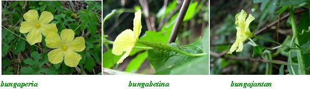 Herba & Tumbuhan: PERIA
