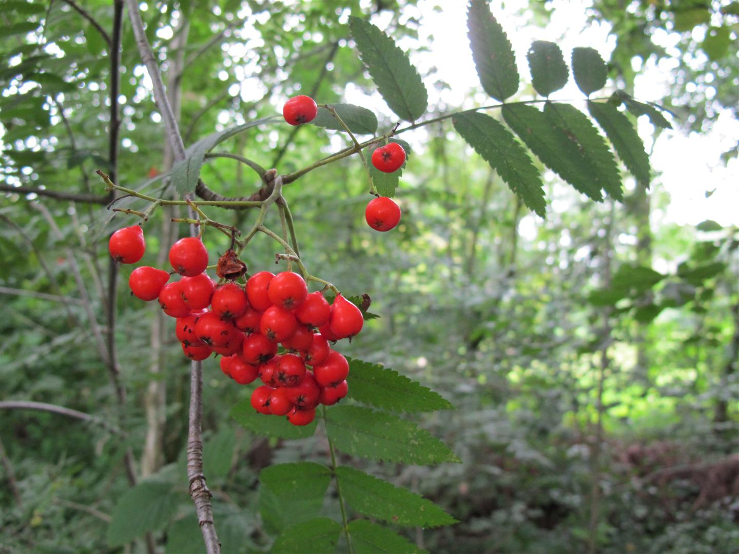 bomengids.nl: Bomen die nu rode bessen hebben