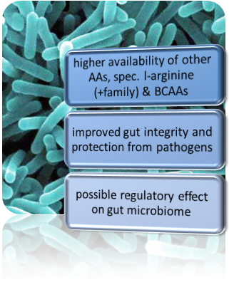 Use Glutamine to Heal the Gut and Hinder Your Gut Bacteria from Eating ...