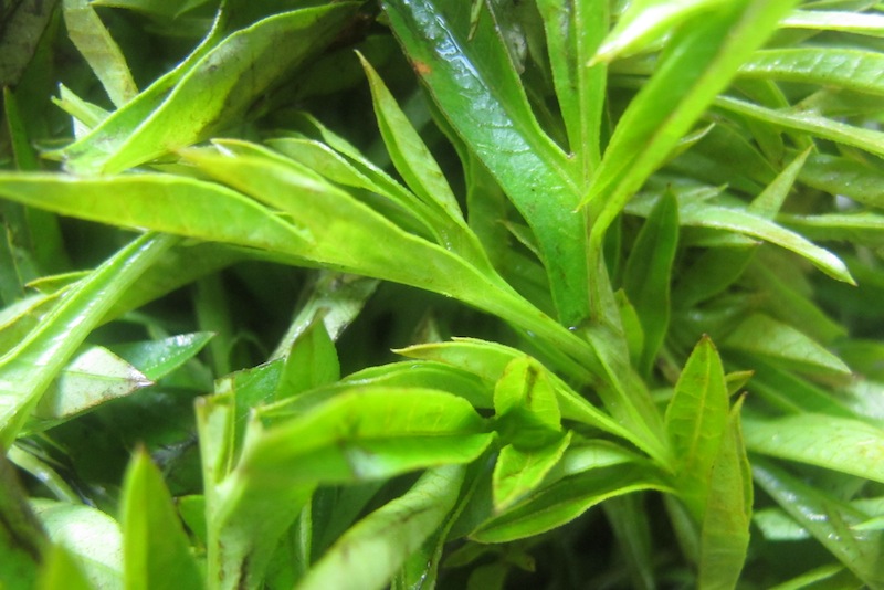 TiMi: A recipe - Ulam