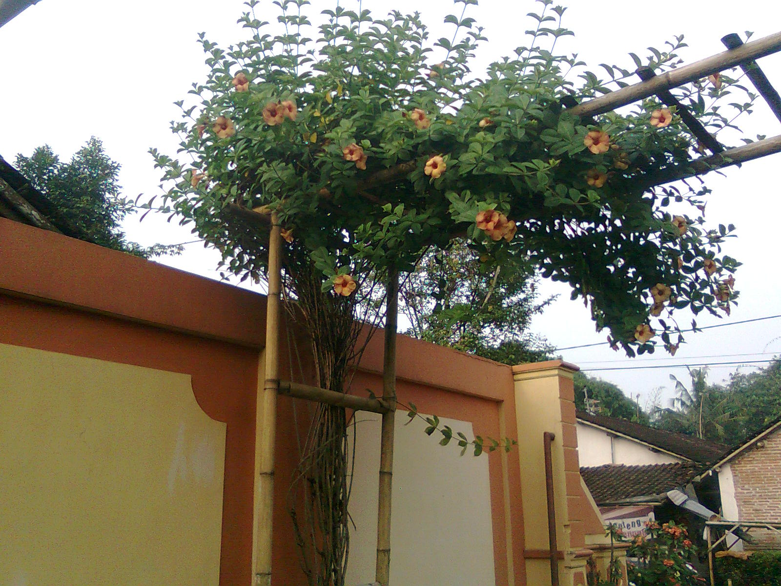 iNdAhNya BuNga: BUNGA ALAMANDA