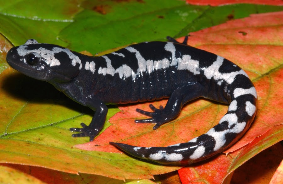 Marbled lizards Animals | Interesting Facts & Latest Pictures | The ...
