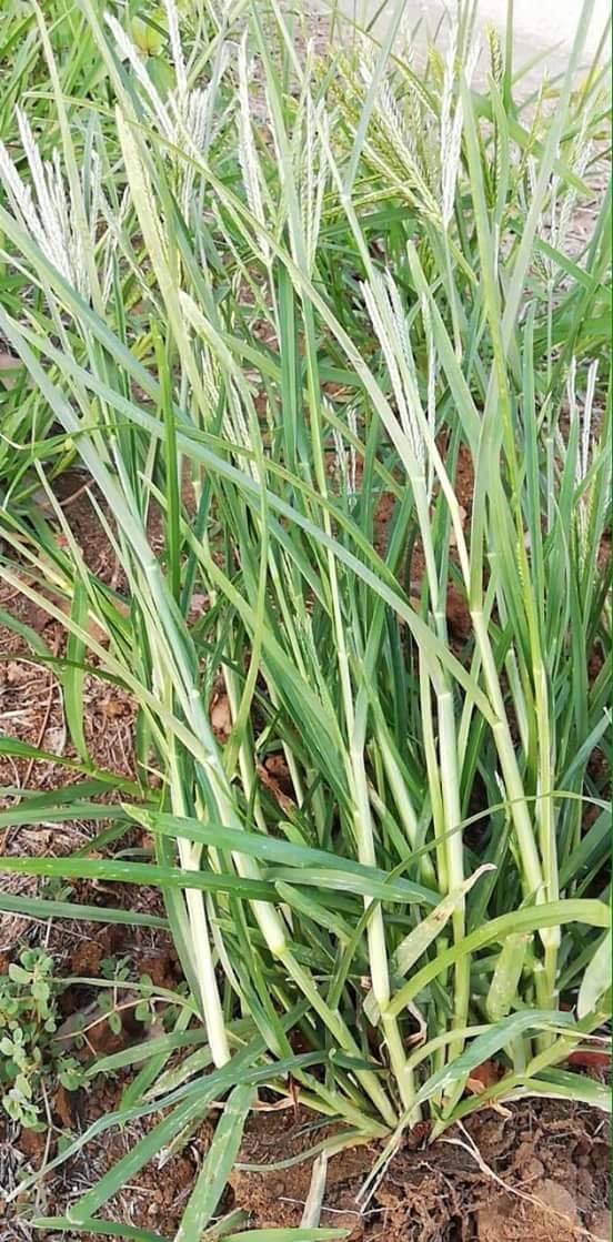 Pedaling Pinoy: Work it out with Paragis: Its benefits while cycling or ...