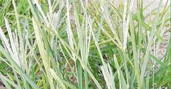 Pedaling Pinoy: Work it out with Paragis: Its benefits while cycling or ...