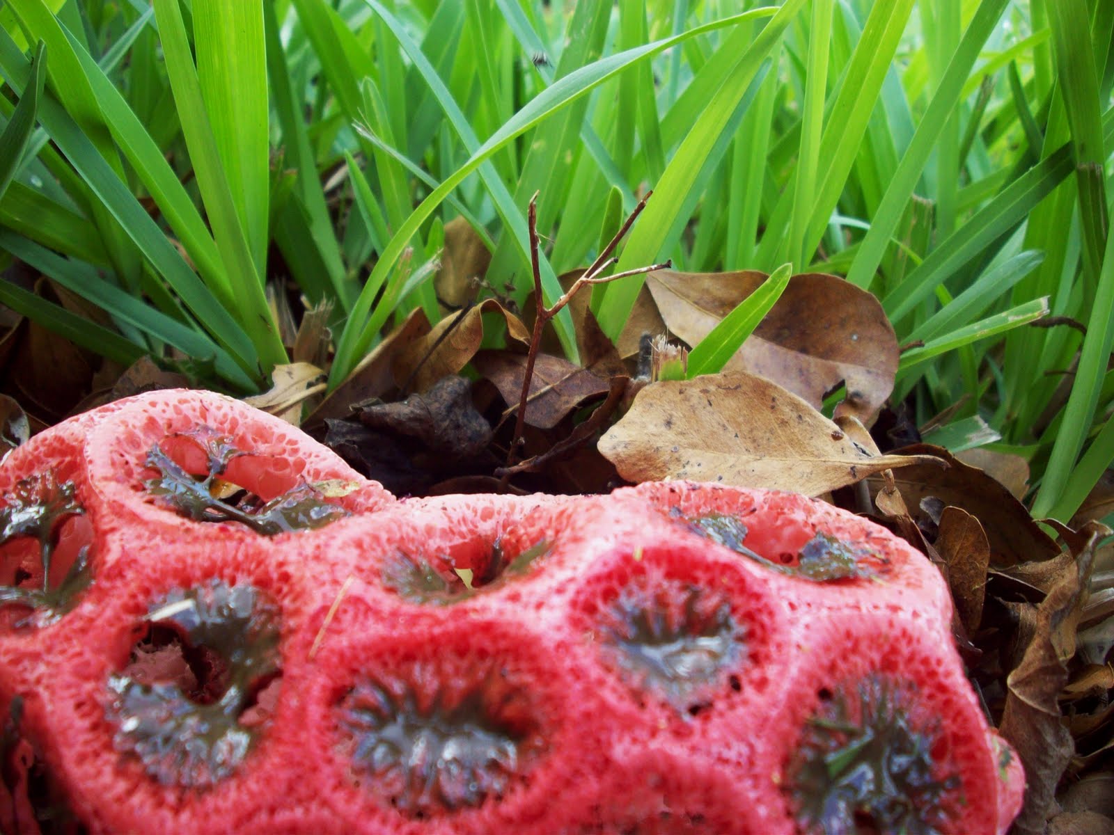 I likE plants!: Clathrus ruber