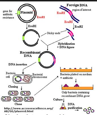 Restriction digestion is an enzymatic reaction, by DNA molecule ...