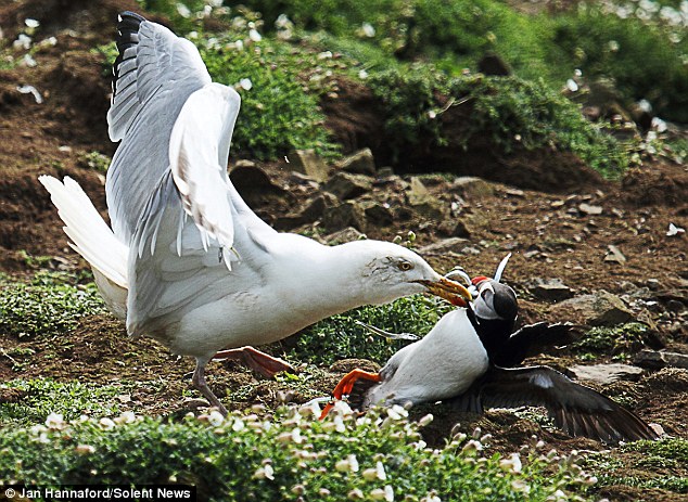 The puffin that got nuffin! Seagull snatches tasty eels right from ...