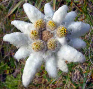 Edelweiss Flowers