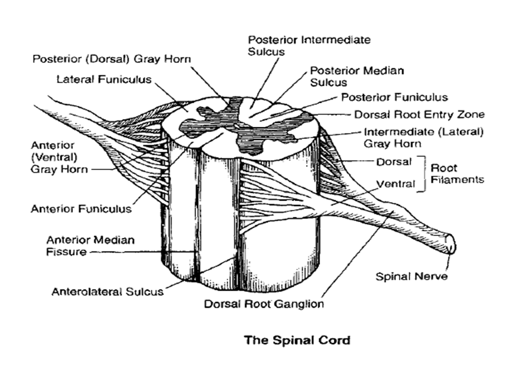 MBBS Medicine (Humanity First): Anatomy of Spinal Cord