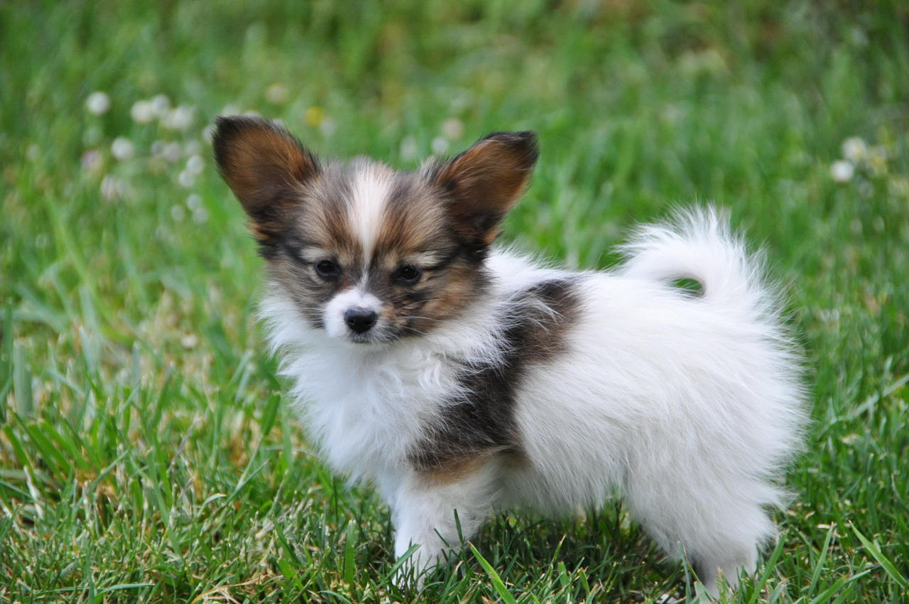 Road's End Papillons : Available Papillon Puppies