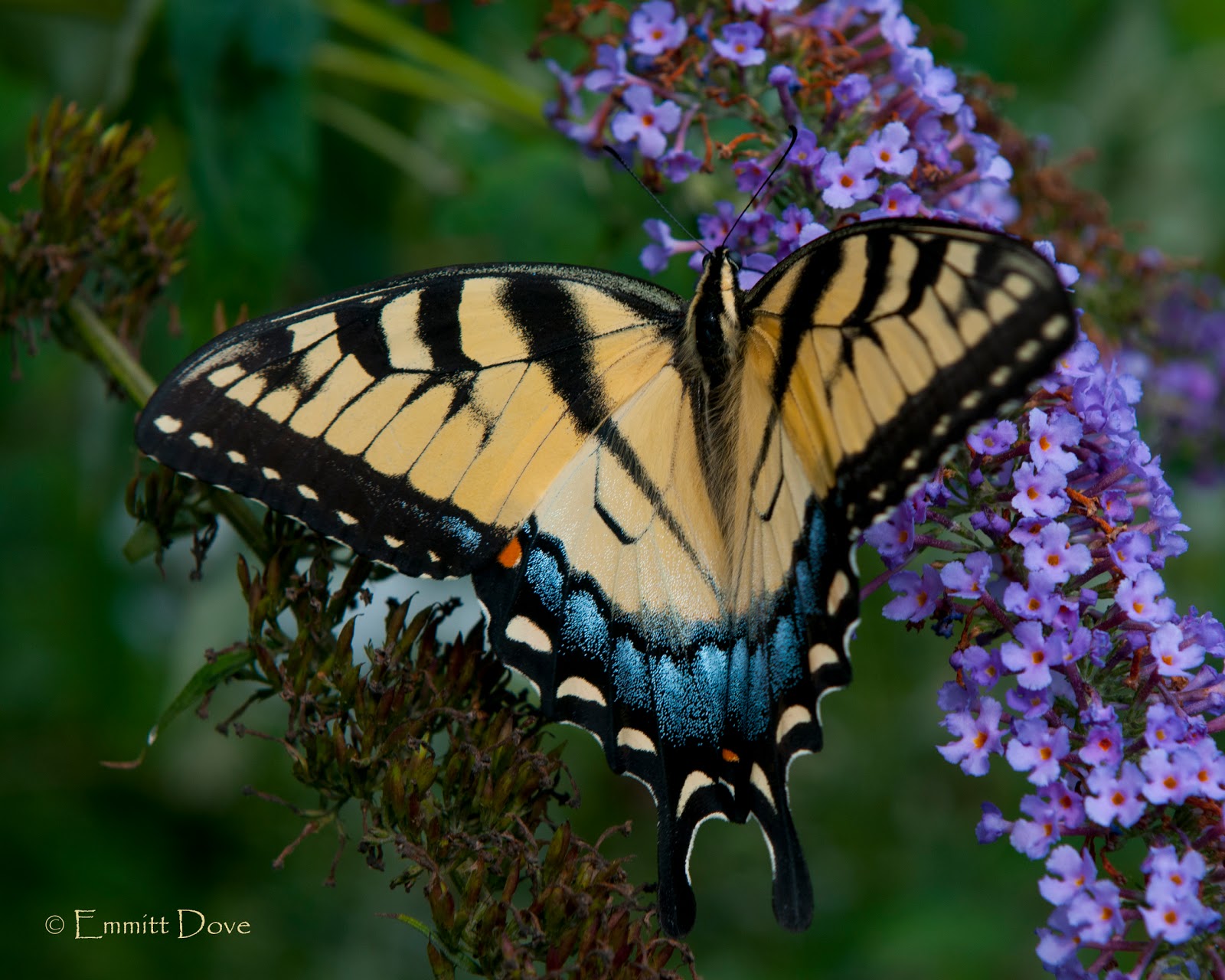 Emmitt's Teardrop Adventures: It Is Butterfly Season
