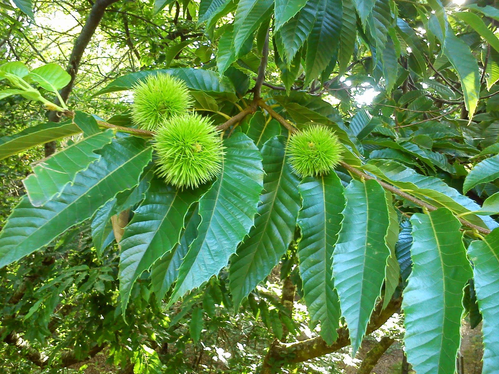 Descubriendo el Monte Aloia: "Senda Botánica"
