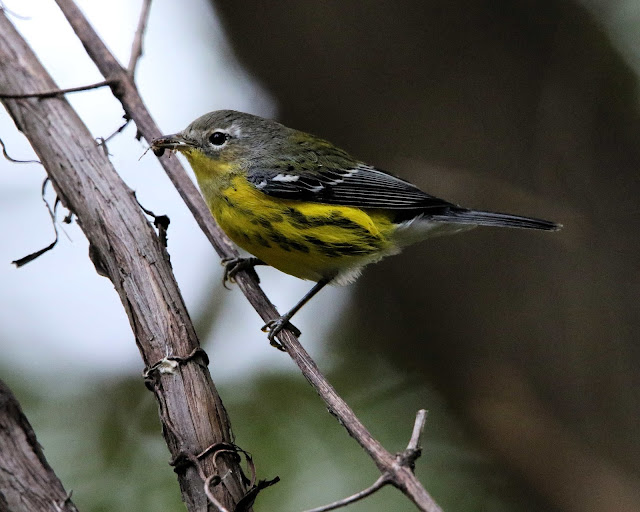 Birds from Behind : Birdin' by the Beach...