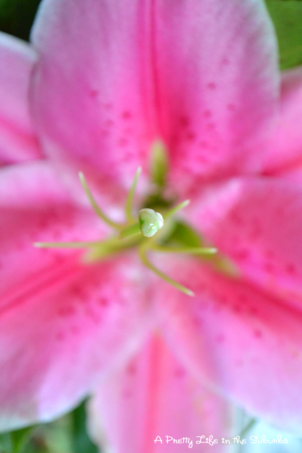 Lovely Lilies... - A Pretty Life In The Suburbs
