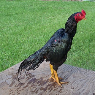 THE GLOBAL ASIL CLUB: THE ASILS - HOME