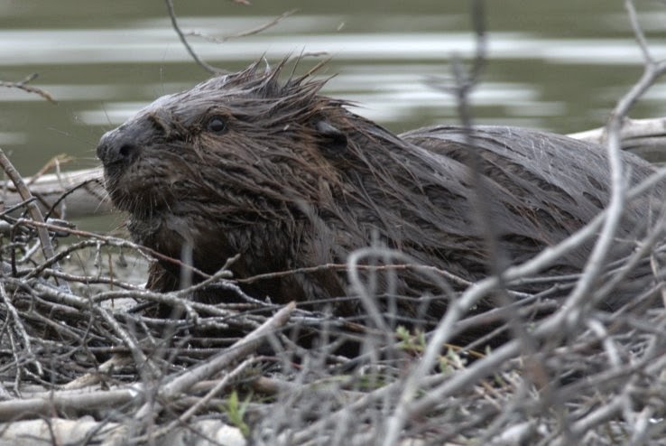 Sci/Why: Busy as a Beaver - and that's very busy!
