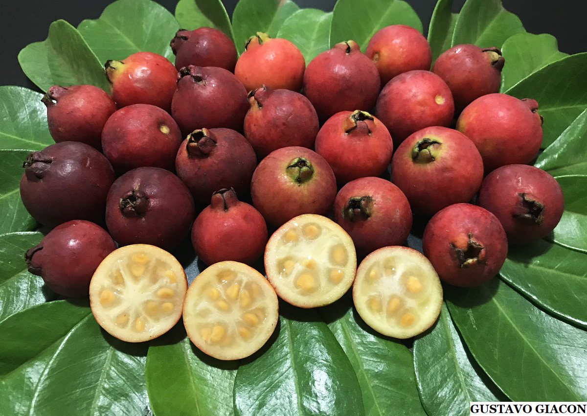 Viveiro Ciprest - Plantas Nativas e Exóticas: Araçá Vermelho Anão ...