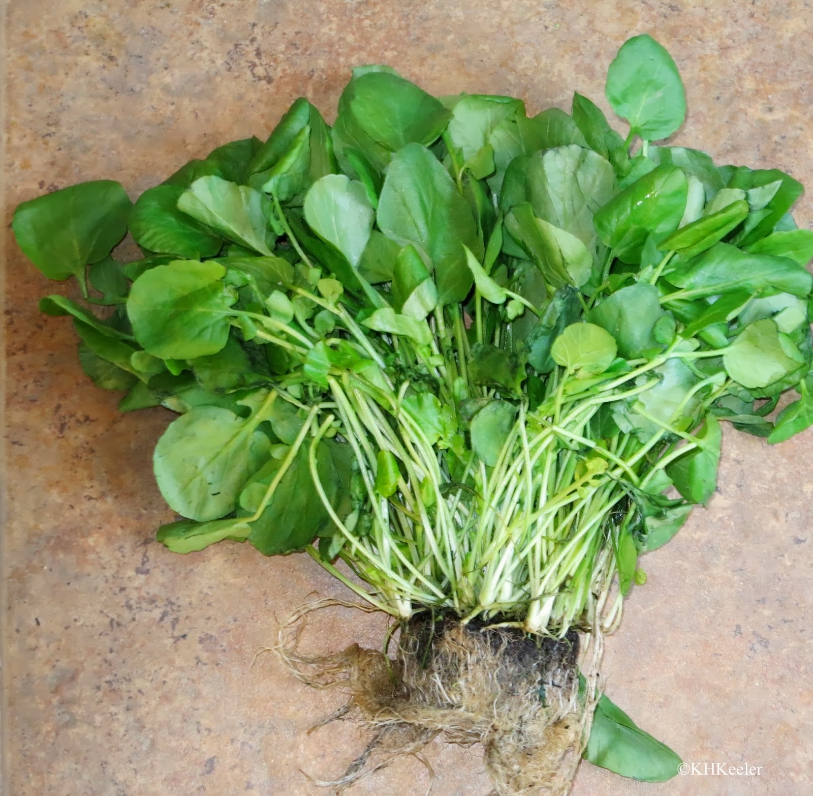 Cum, unde si cat timp sa pastrezi/depozitezi fructele si legumele ...