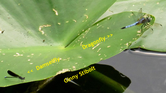 BeautifulNativePlants: Attracting Damsels and Dragons