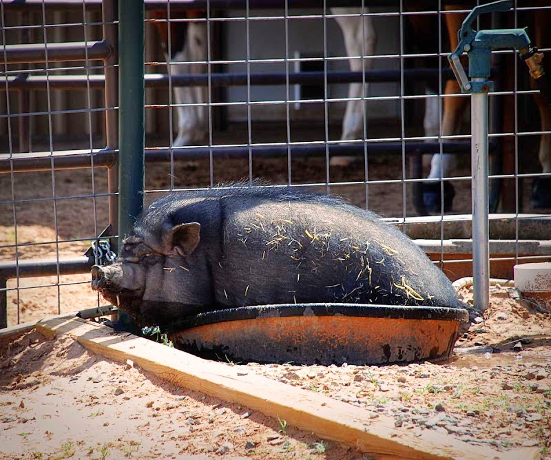 The 7MSN Ranch: Remembering the Porcine Princess