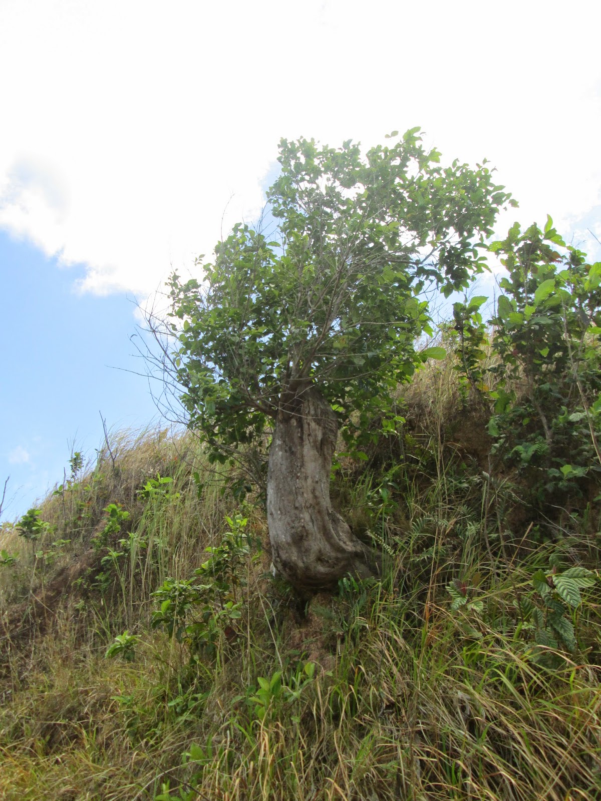 Skookum Mountaineers: Mt. Batolusong - Duhatan Ridge; Mapatag Plateau ...