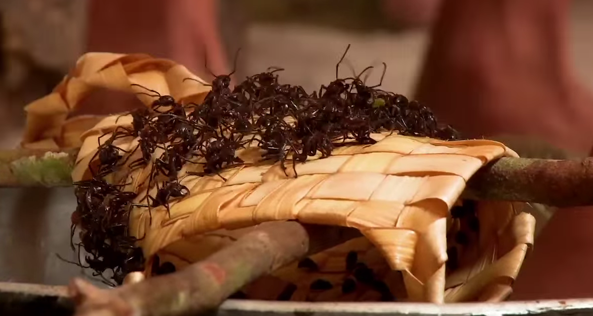 Panas: Bullet Ant gloves - THE WORST PAIN KNOWN TO MAN