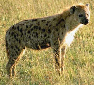 hairstyle looks beautiful and difeerent: Hyenas