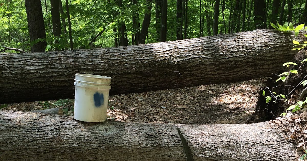 Maynard Life Outdoors and Hidden History of Maynard: Volunteers Needed ...