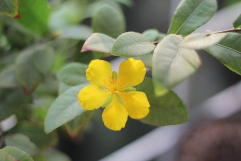 Spice of Life!: Ochna and other beauties...