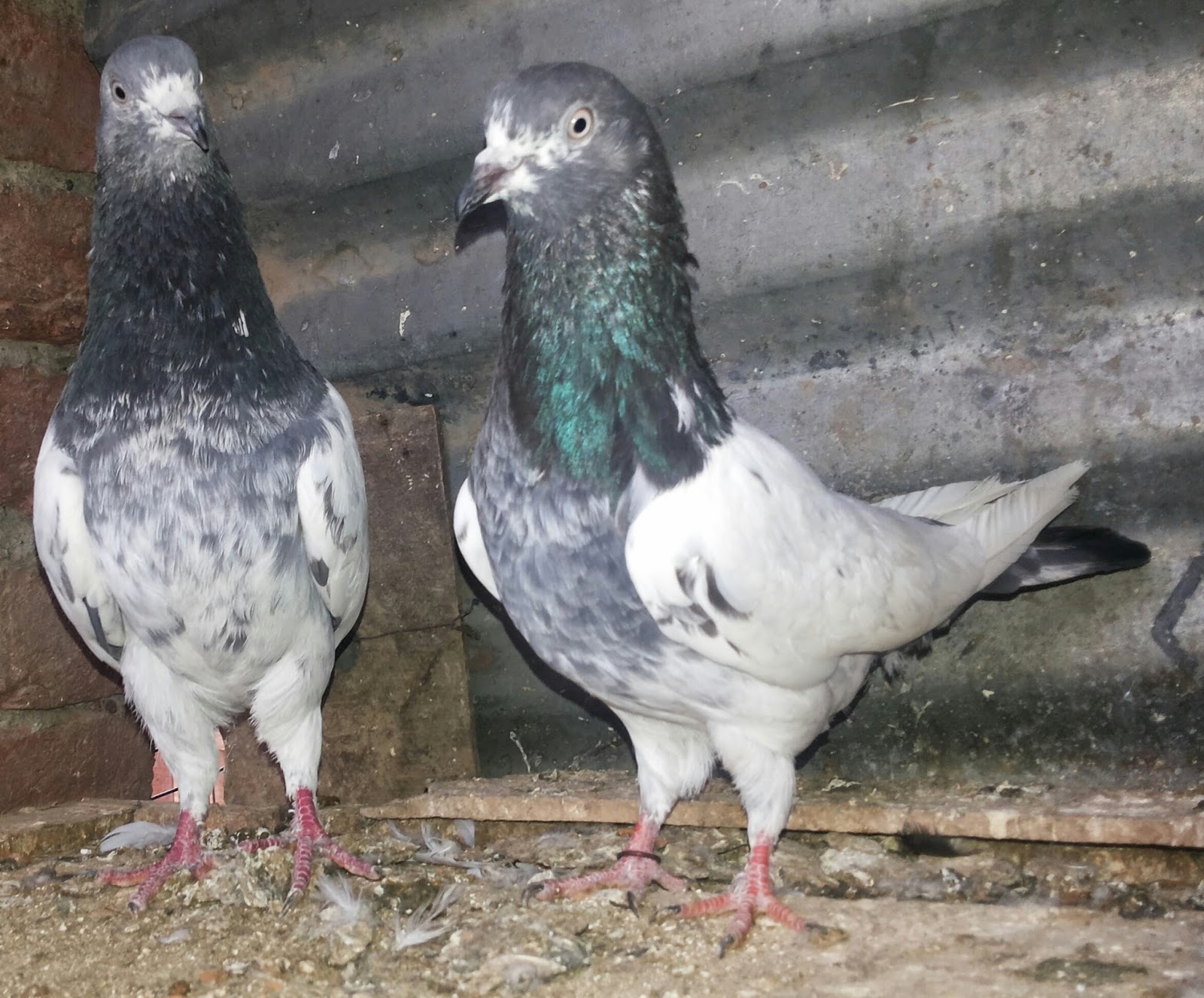 Rampuri Kabooter: Rampuri Kabootar