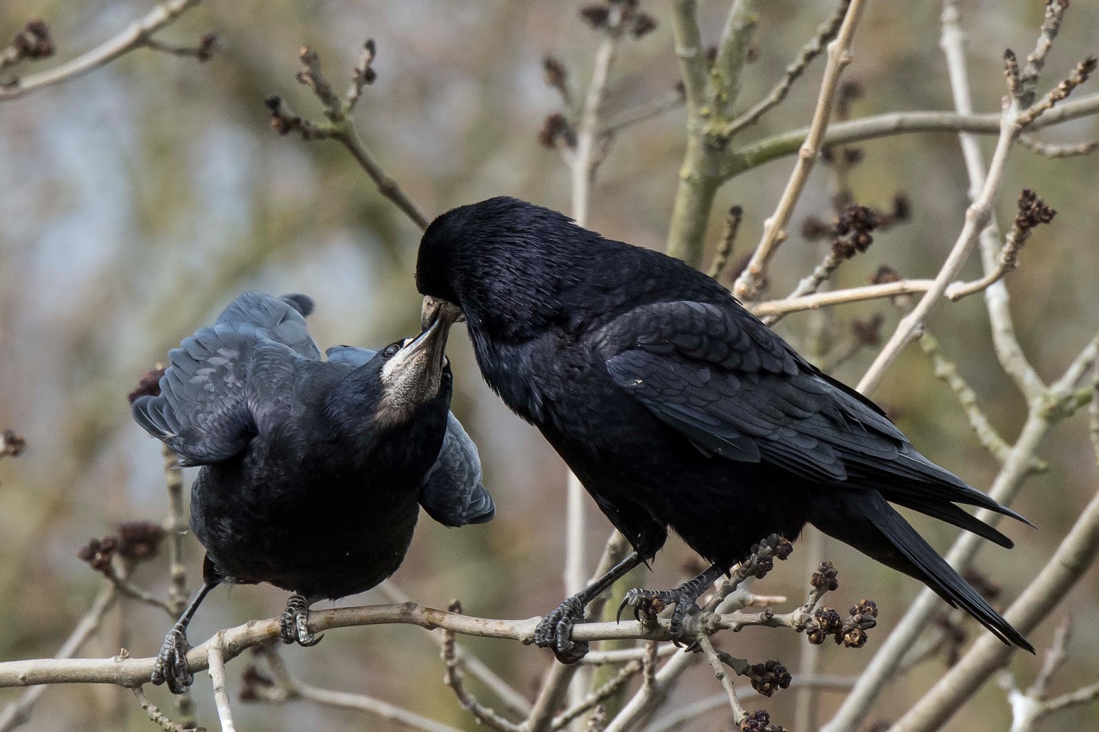Snatur-bloggen: Svendborgs Råger optalt i 2017.