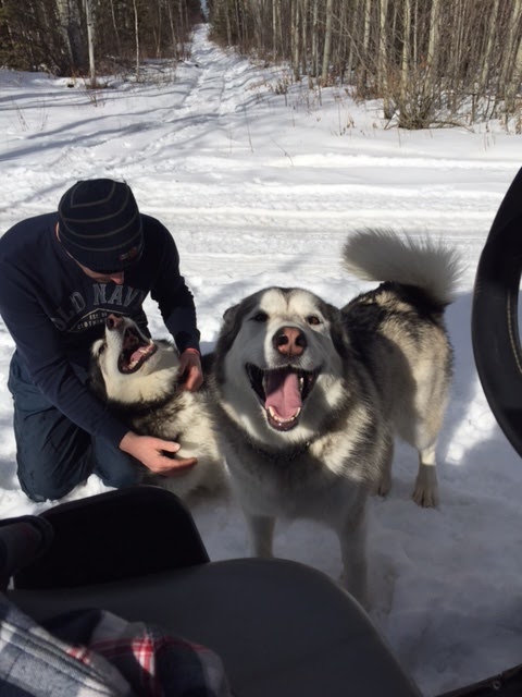 Pound Dogs Toronto Animal Services - dog adoption - animal shelter