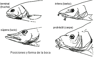 Info animales: DIENTES DE PECES ÓSEOS