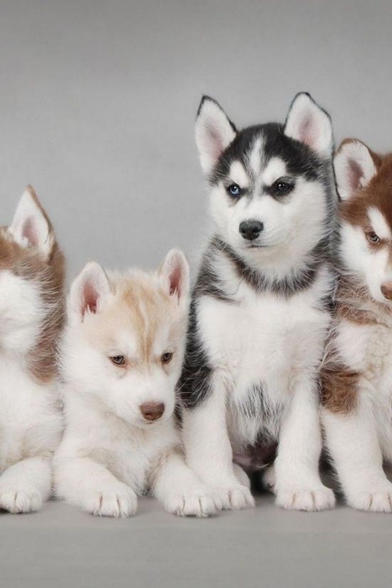 Cute Puppies and Kittens: 5 Most adorable pets piles you have ever seen