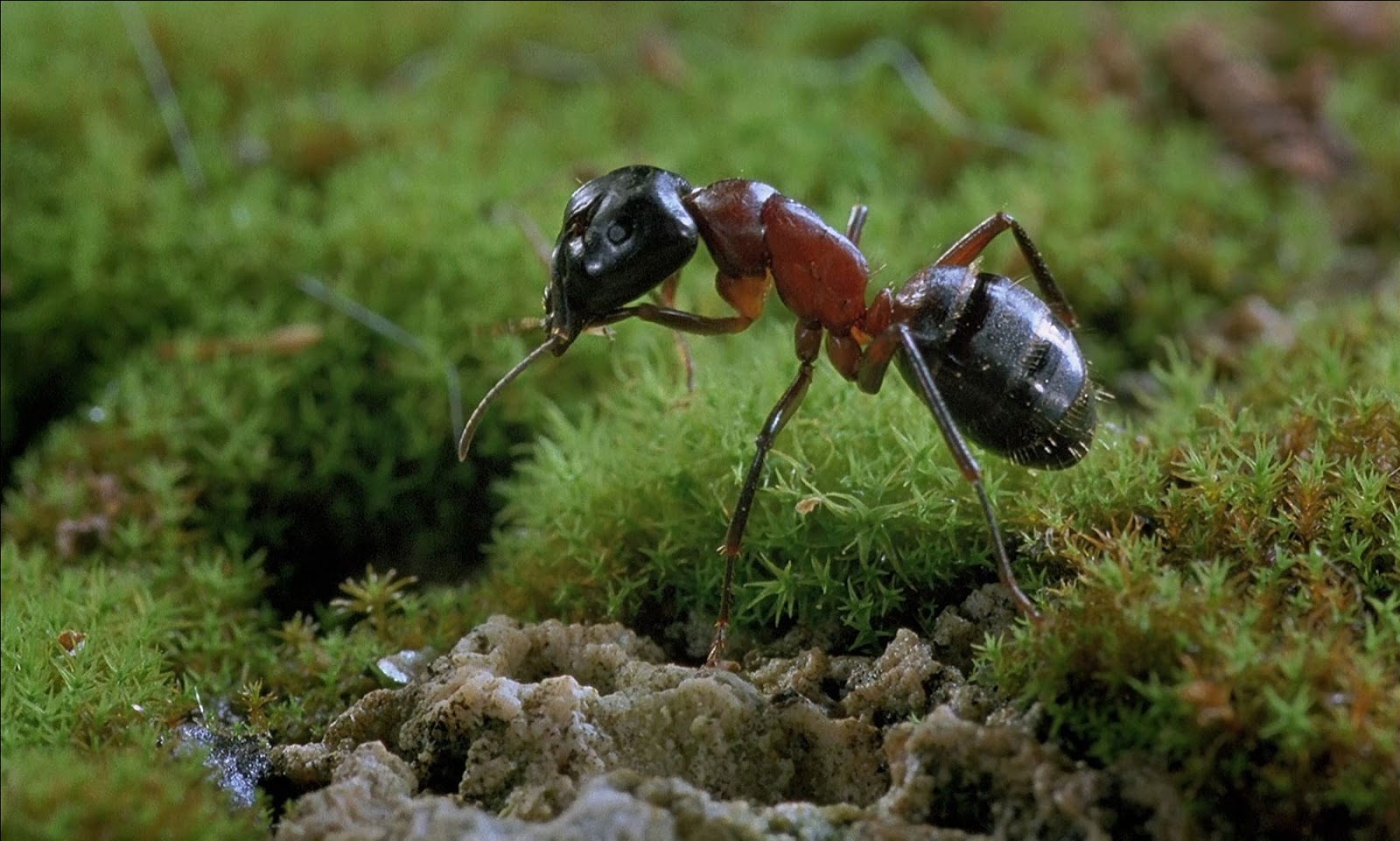 The Beautiful Film Frames: Microcosmos (1996) Blu-Ray Screenshots
