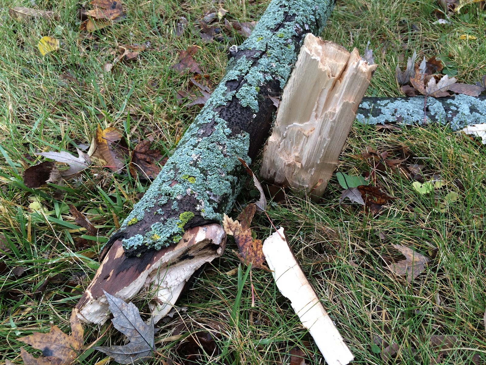 Walking My Shadows: Falling Branches