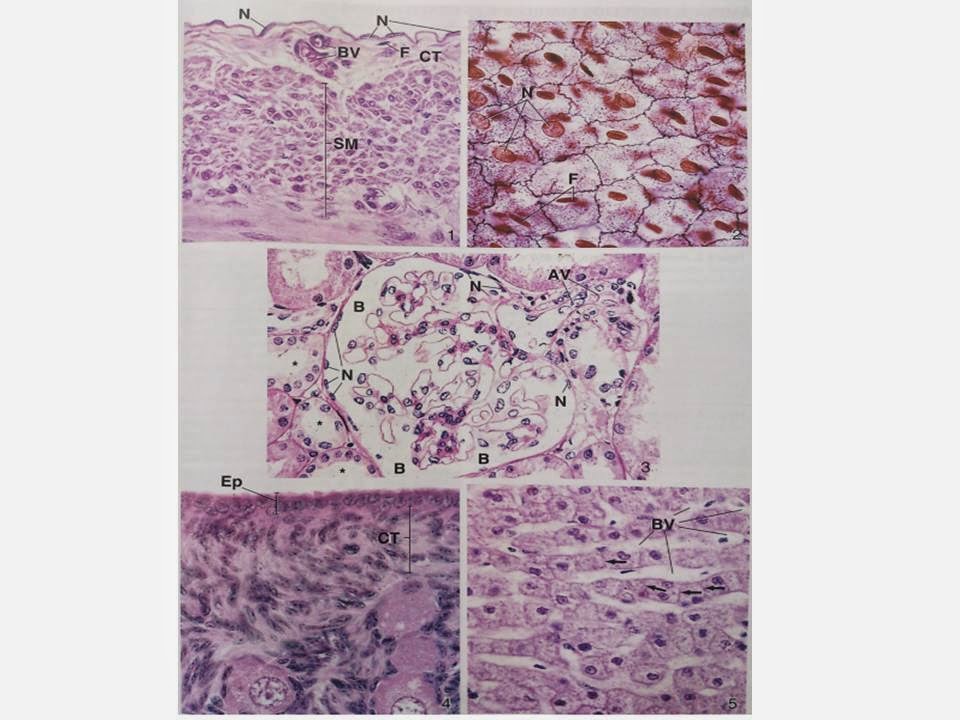 MORFOFISIOLOGIA I: HISTOLOGÍA
