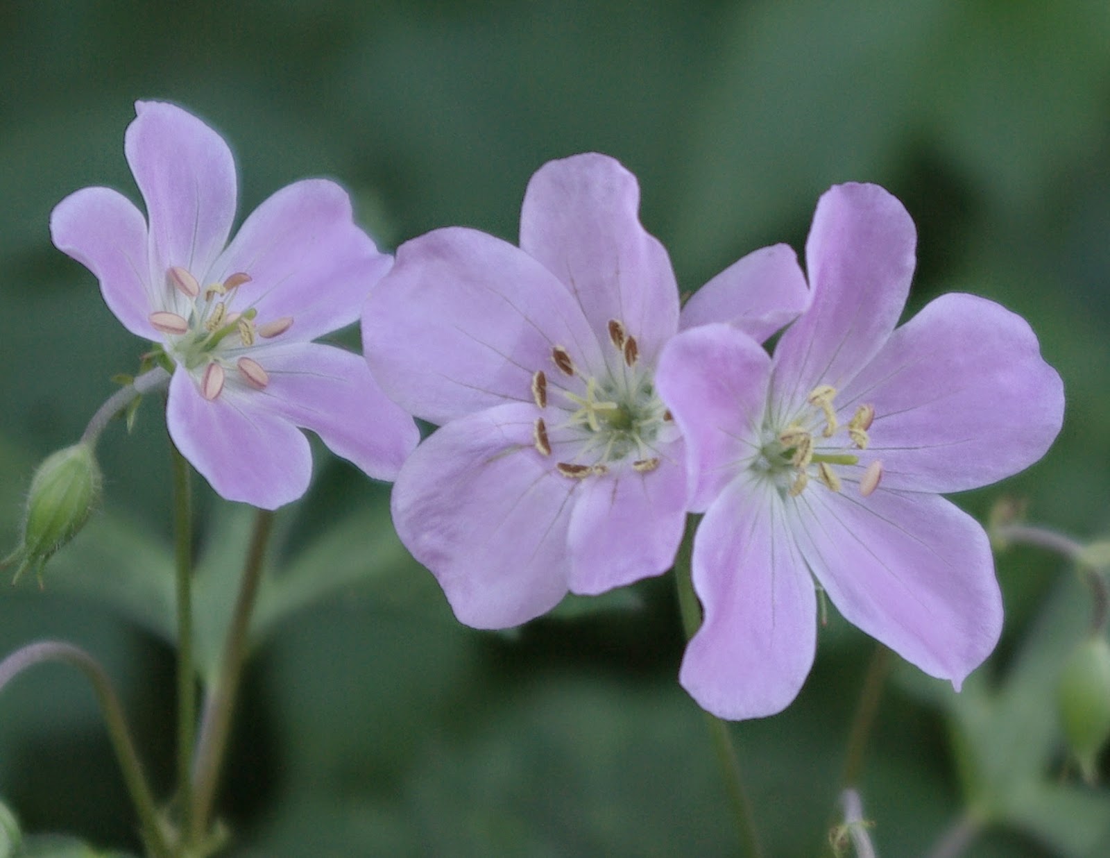 sweetbay: Blooming Friday