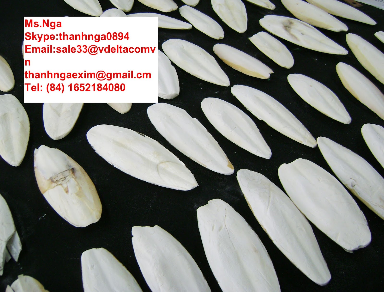 ANIMAL FEED (FISH, COW, BIRD ... ): CUTTLEFISH BONE