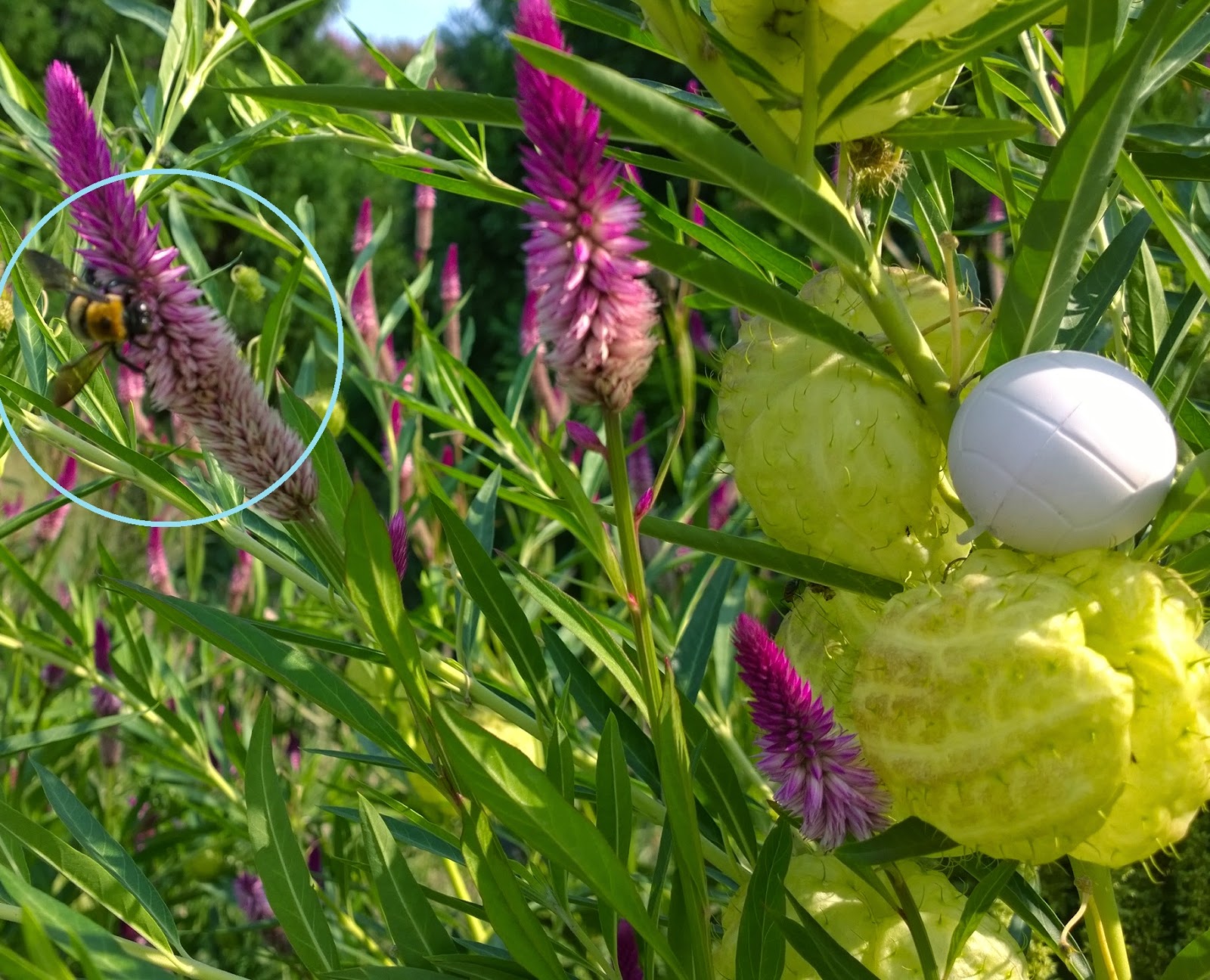 AP Biology Collection Photo Blog: Niche