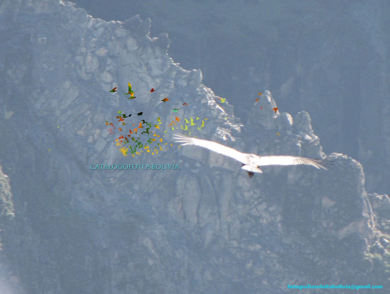 Catalogo de fotos Bolivia: El vuelo del Condor de Los Andes