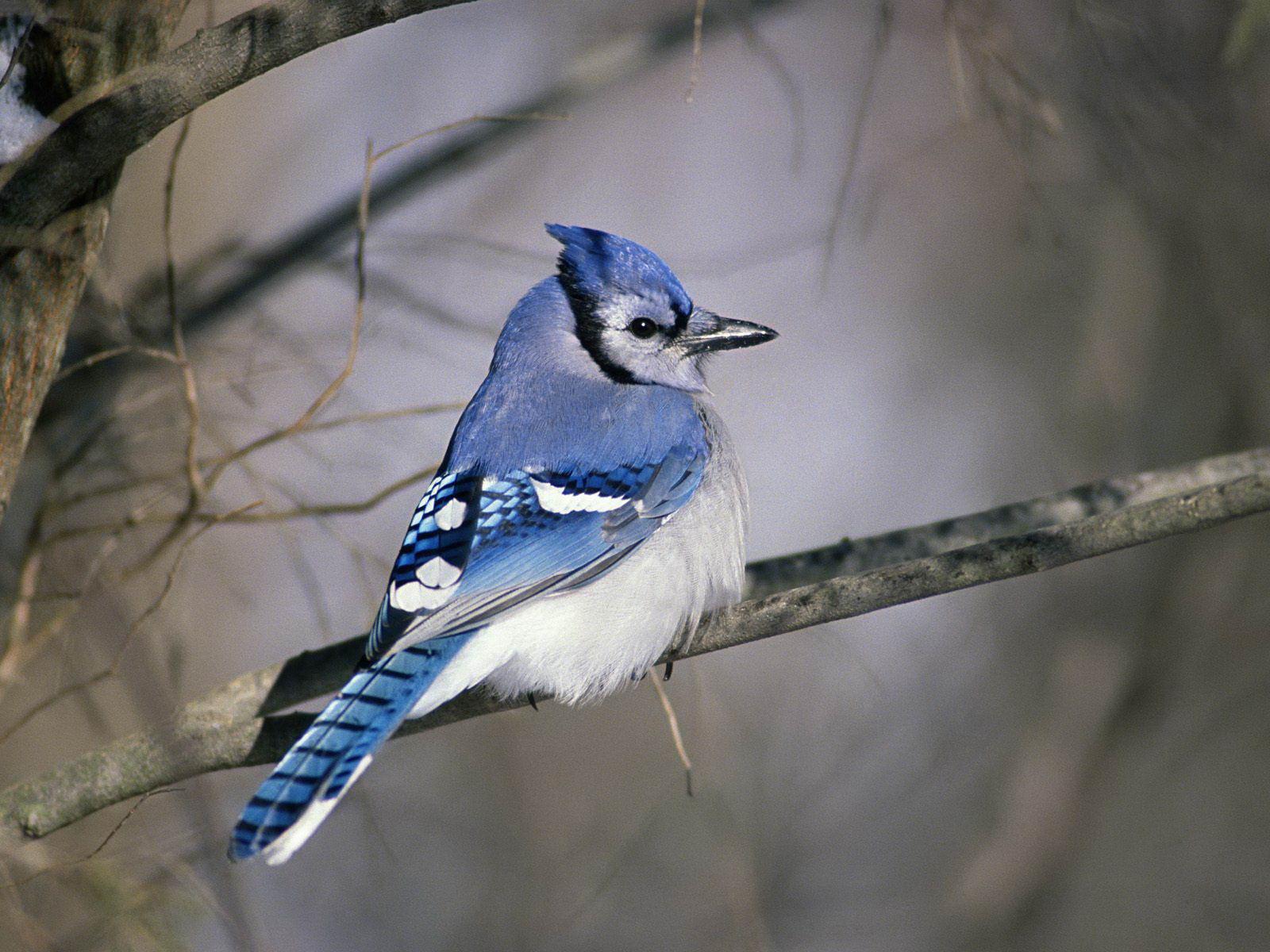 Pictures Blog: Blue Jay Bird Pictures