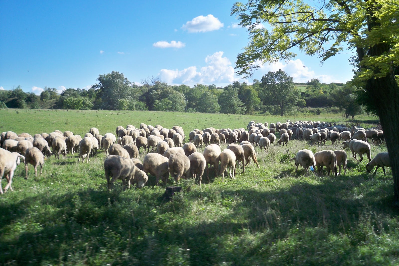 The Good Shepherd: The Shepherding Role of Elders