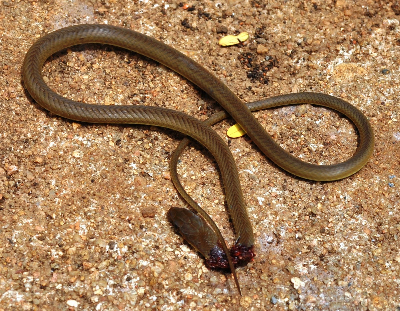 Hjorteland i Kamerun: Slange ville inn på verandaen...