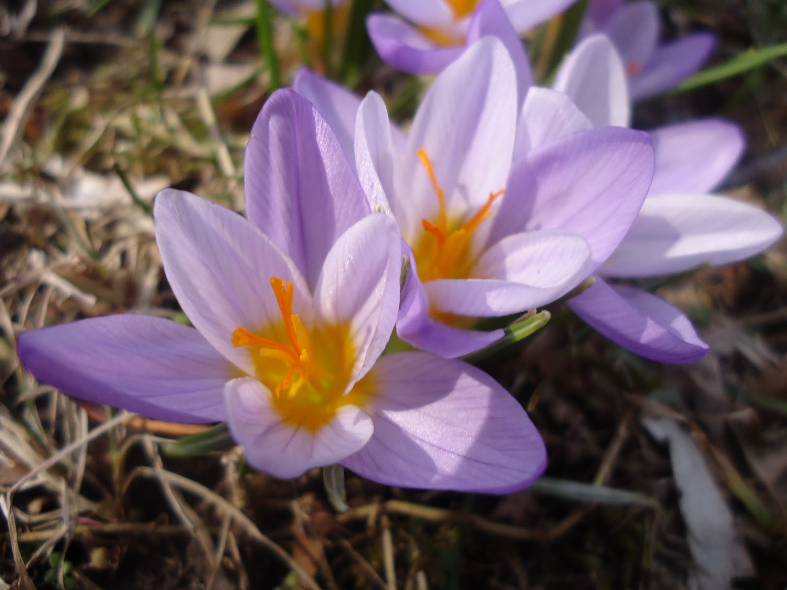 The Salty Gardener: Tommy Crocus