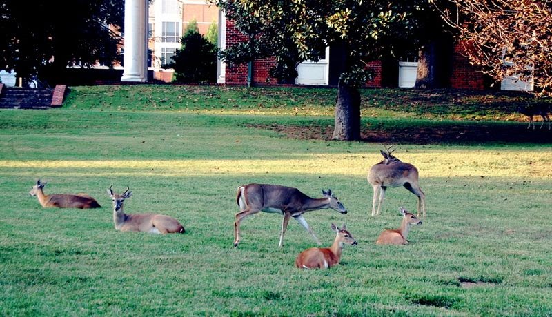 THE PAINTED POSSUM: September 2012