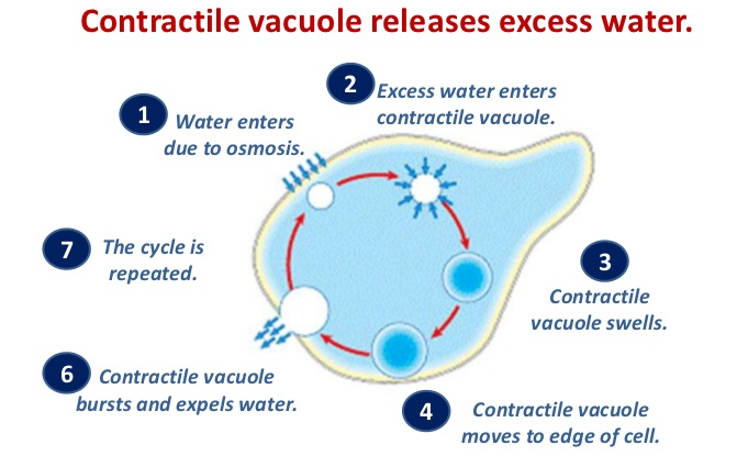 TRANSPORT OF MATERIALS IN LIVING THINGS I - Sir Cos Biology